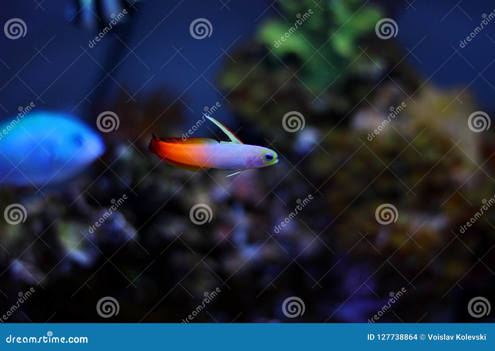 Gobio De Firefish - Nemateleotris Magnifica Foto de archivo - Imagen de ...