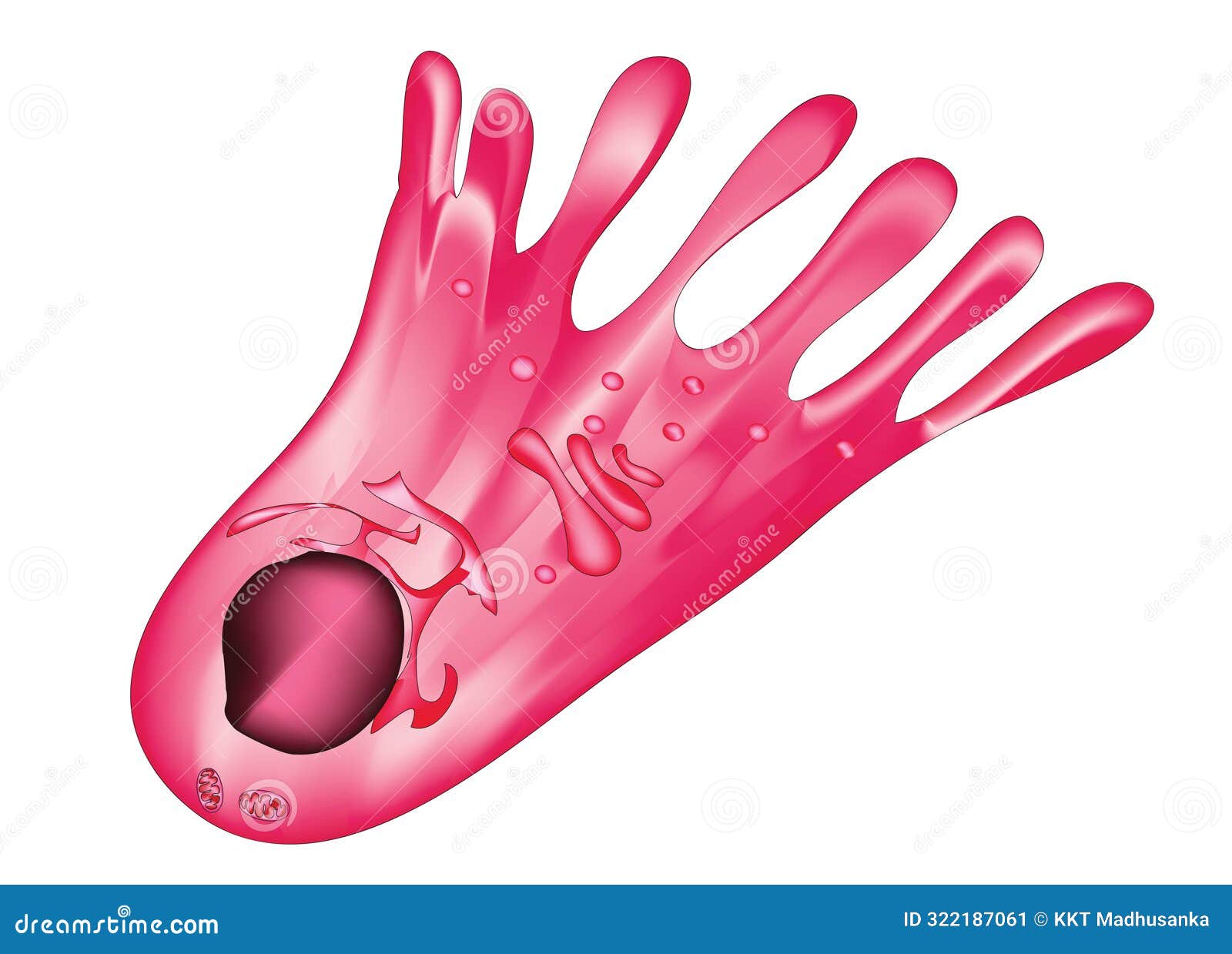 Diagram Of Goblet Cell. Cells Are Located In The Gastric Glands Into ...