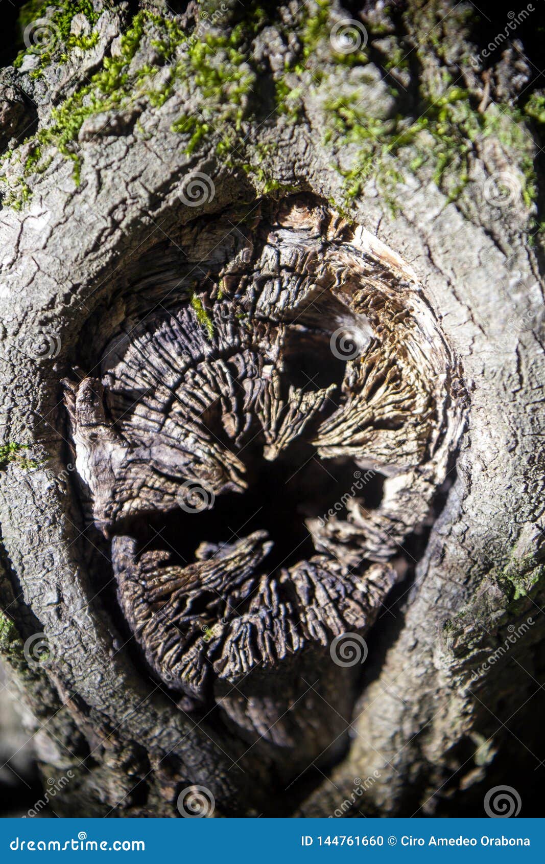 Goblin of the woods stock photo. Image of tree, halloween - 144761660