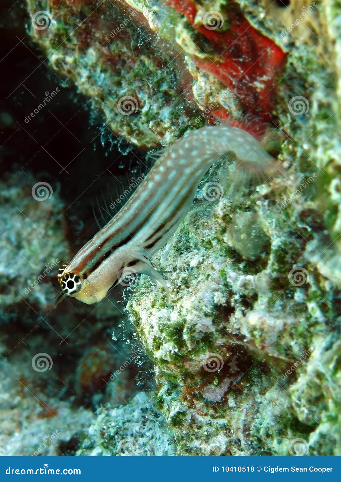 Goby stock photo. Image of nature, combtooth, dive, hardcoral - 10410518