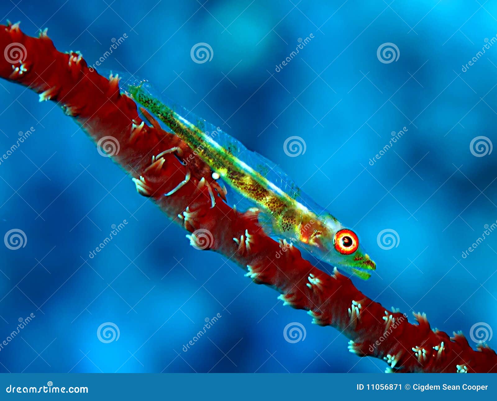 Goby stock image. Image of macro, colorful, saltwater - 11056871