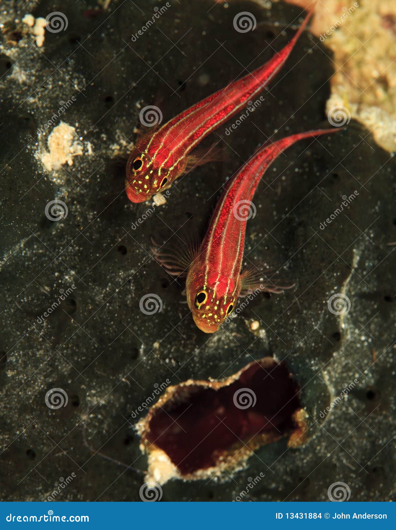 Goby stock photo. Image of indonesia, underwater, pair - 13431884