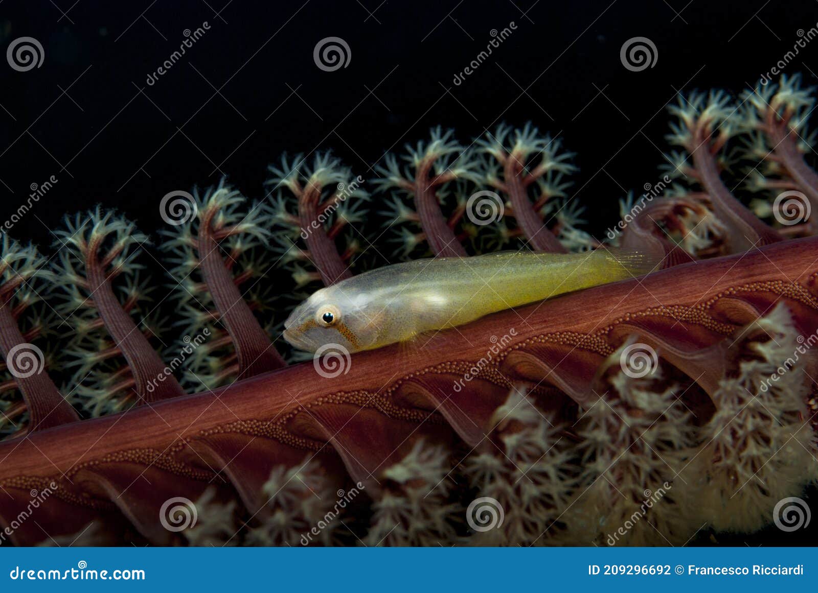 Eyebar Goby Lubulogobius Morrigu Stock Photo - Image of pennatula ...
