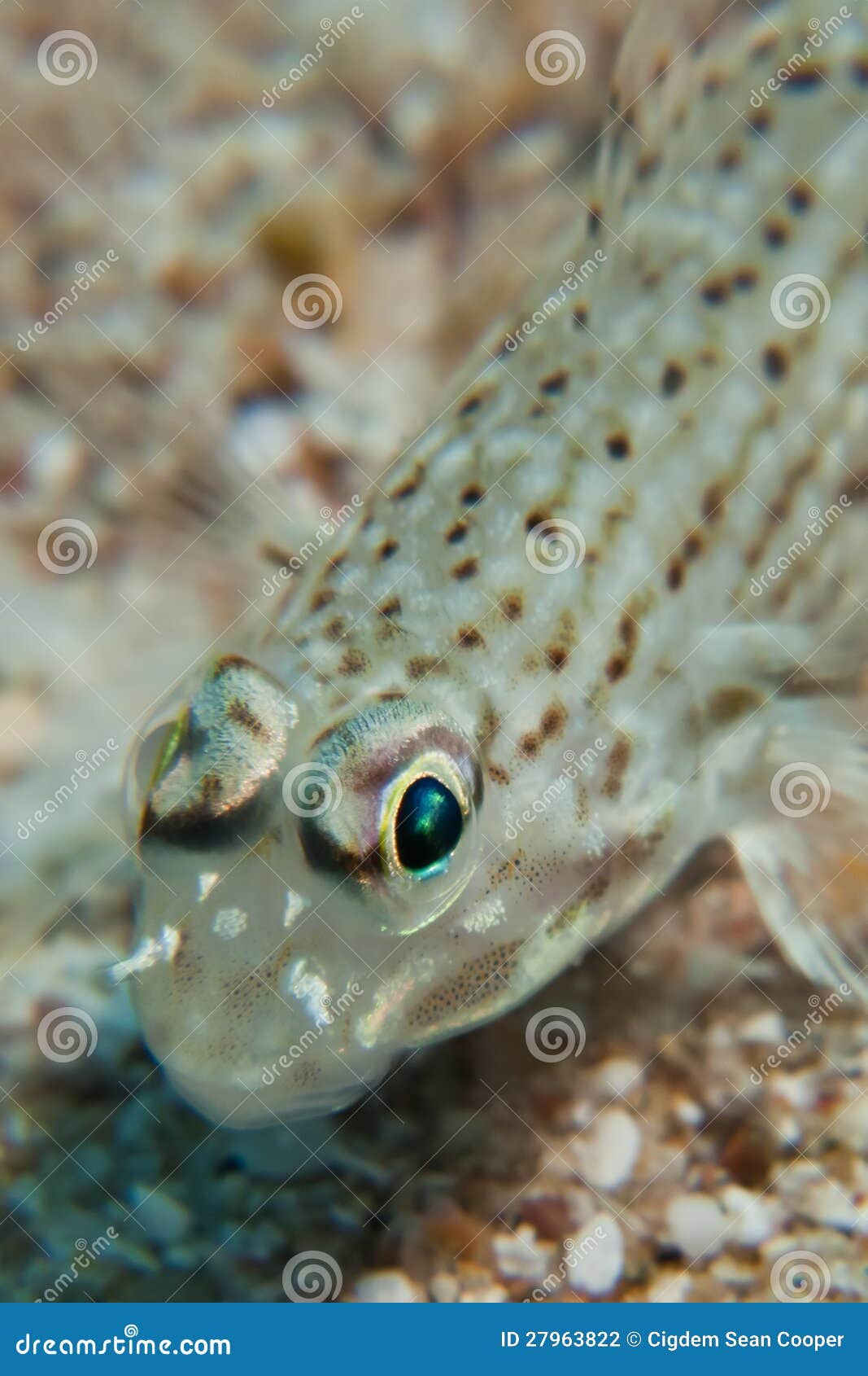 Goby stock photo. Image of sand, oceanography, tails - 27963822