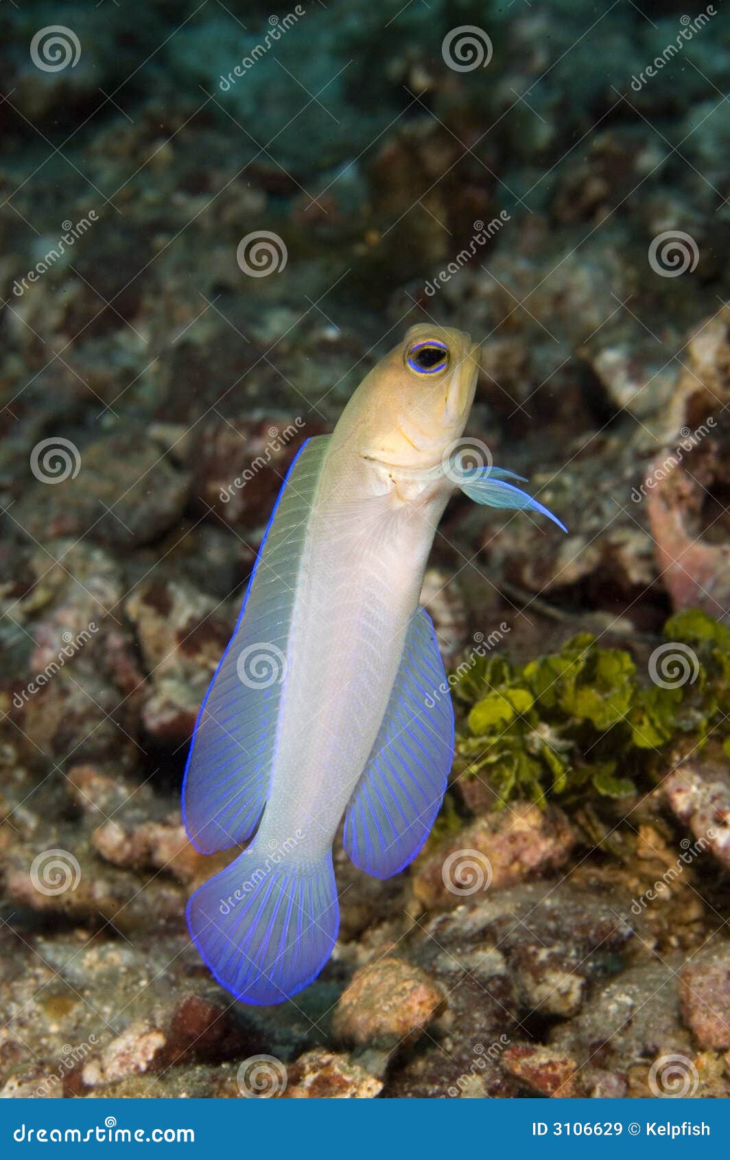 Goby stock image. Image of dawn, bahamas, aquarium, dusk - 3106629