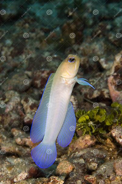 Goby stock image. Image of dawn, bahamas, aquarium, dusk - 3106629
