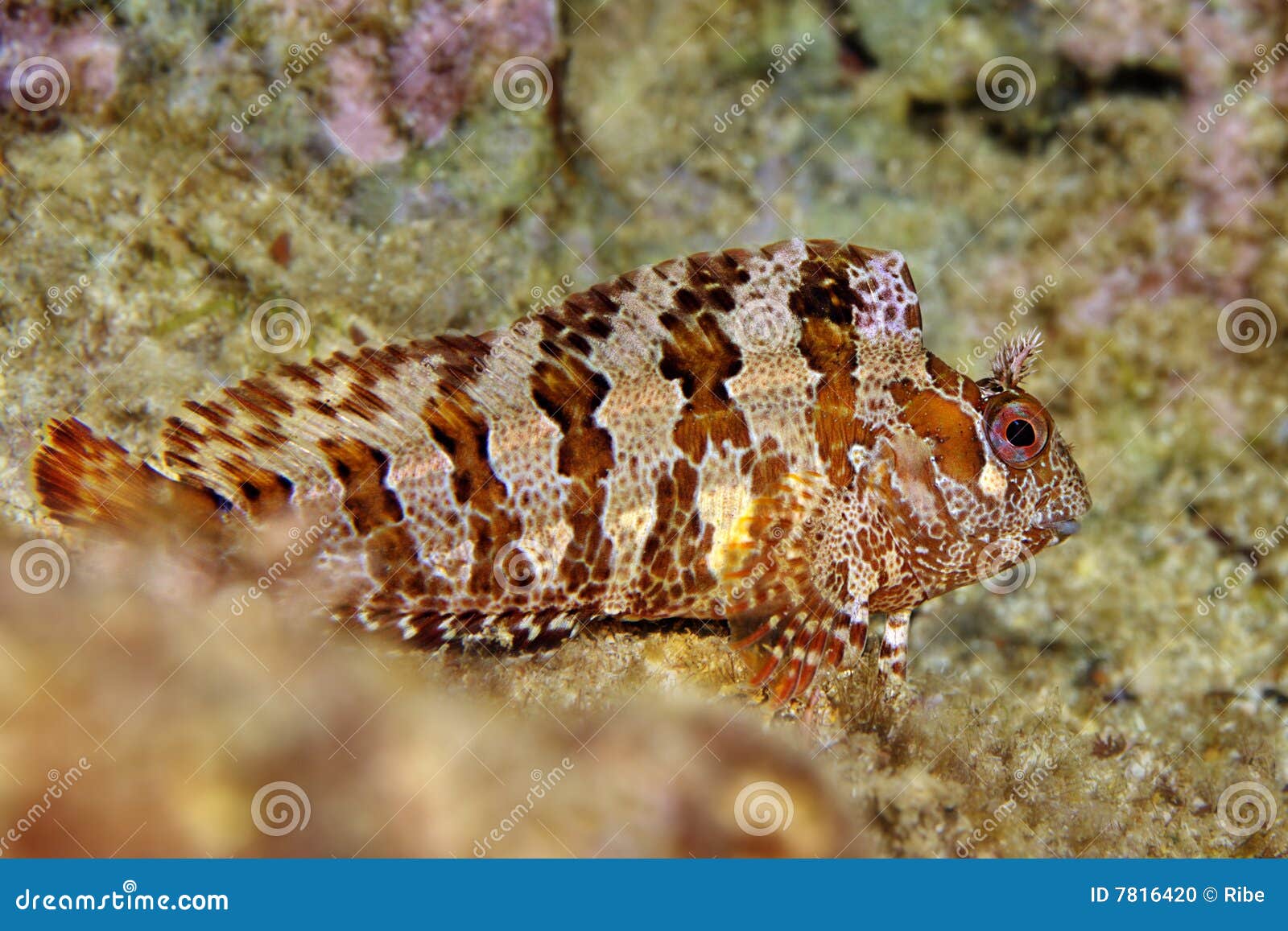 Goby stock photo. Image of reef, underwater, nature, coast - 7816420