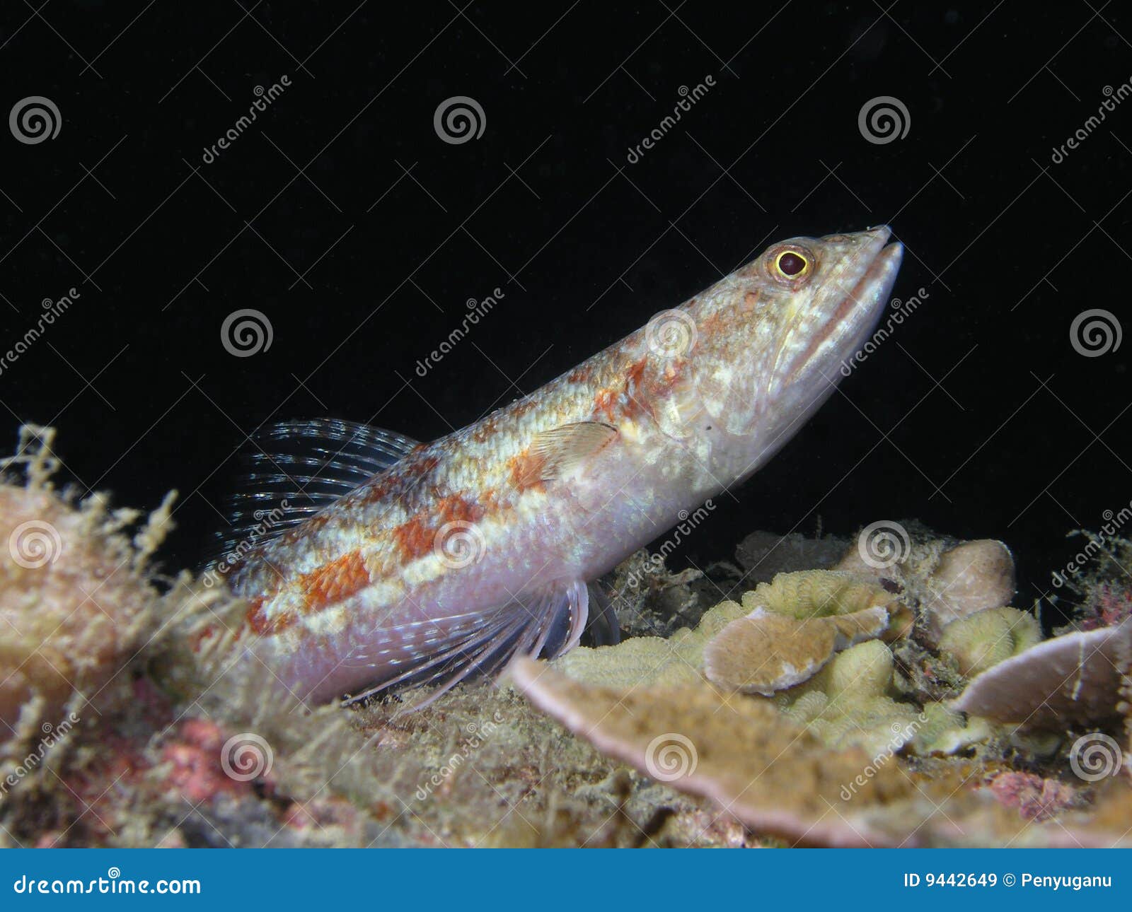 Goby Fish stock image. Image of dawn, feeding, fins, blue - 9442649
