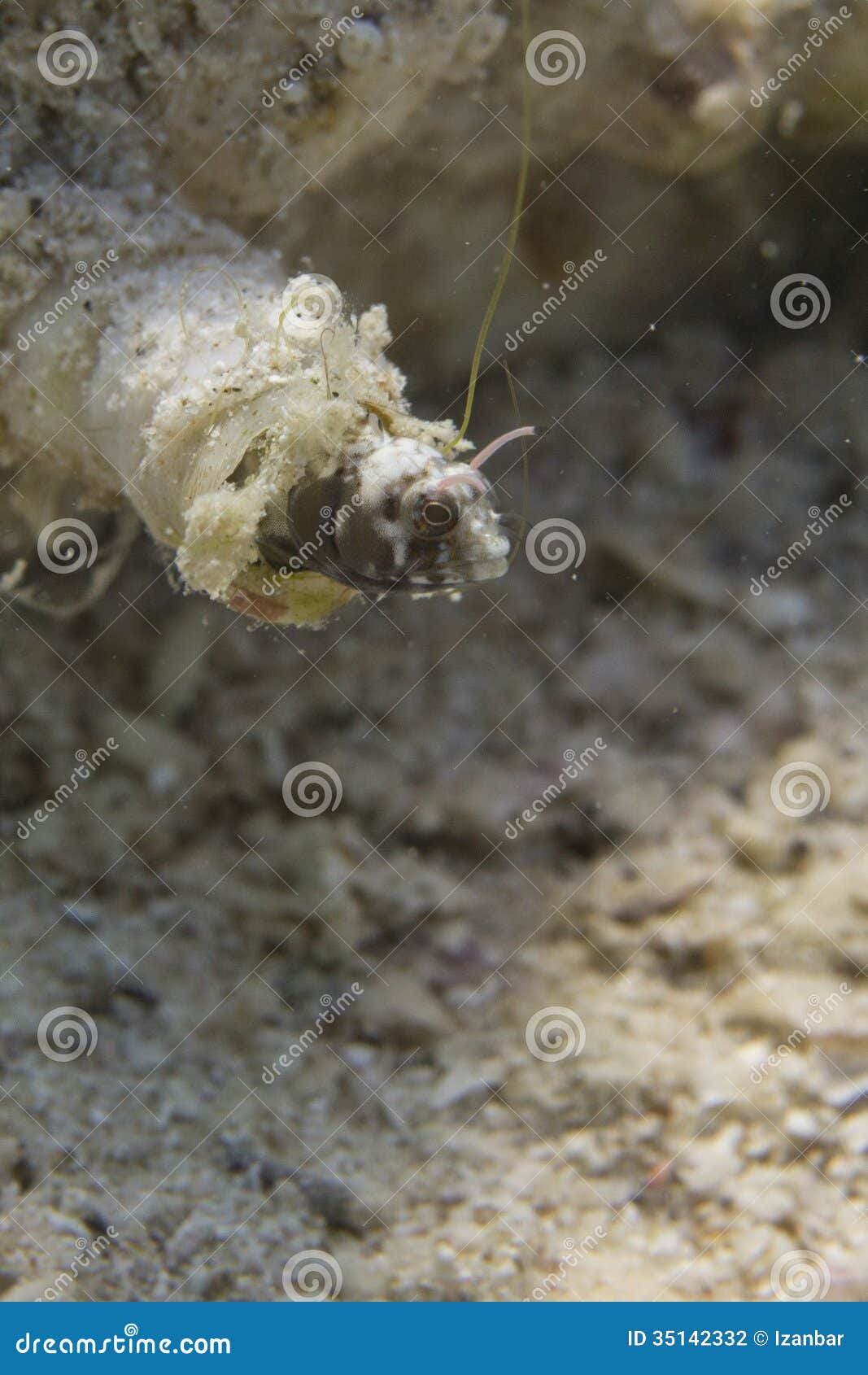 Goby fish stock photo. Image of gobi, aquarium, blue - 35142332