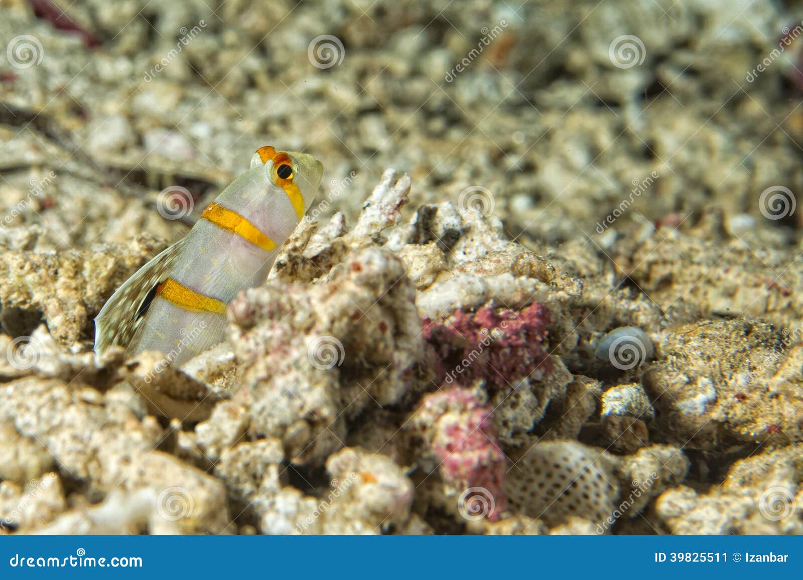 Goby fish stock image. Image of holiday, gobies, black - 39825511