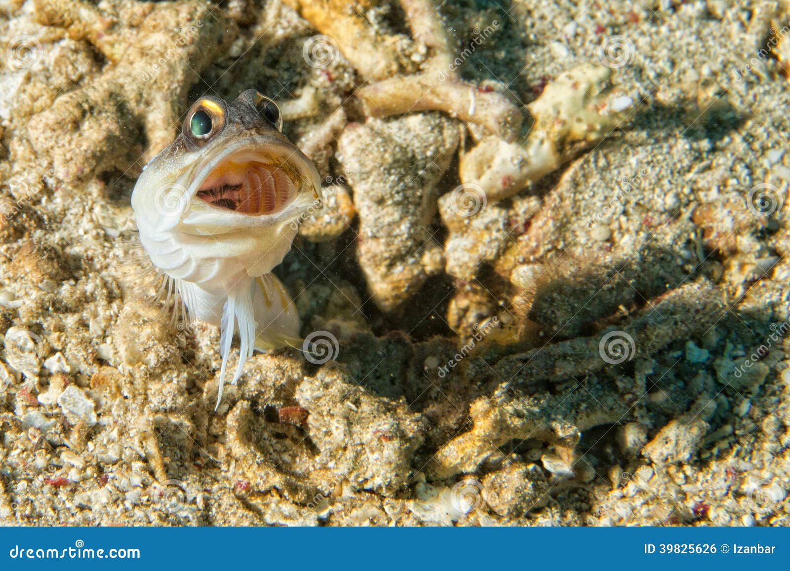 Goby fish stock photo. Image of gobie, gobi, water, colours - 39825626