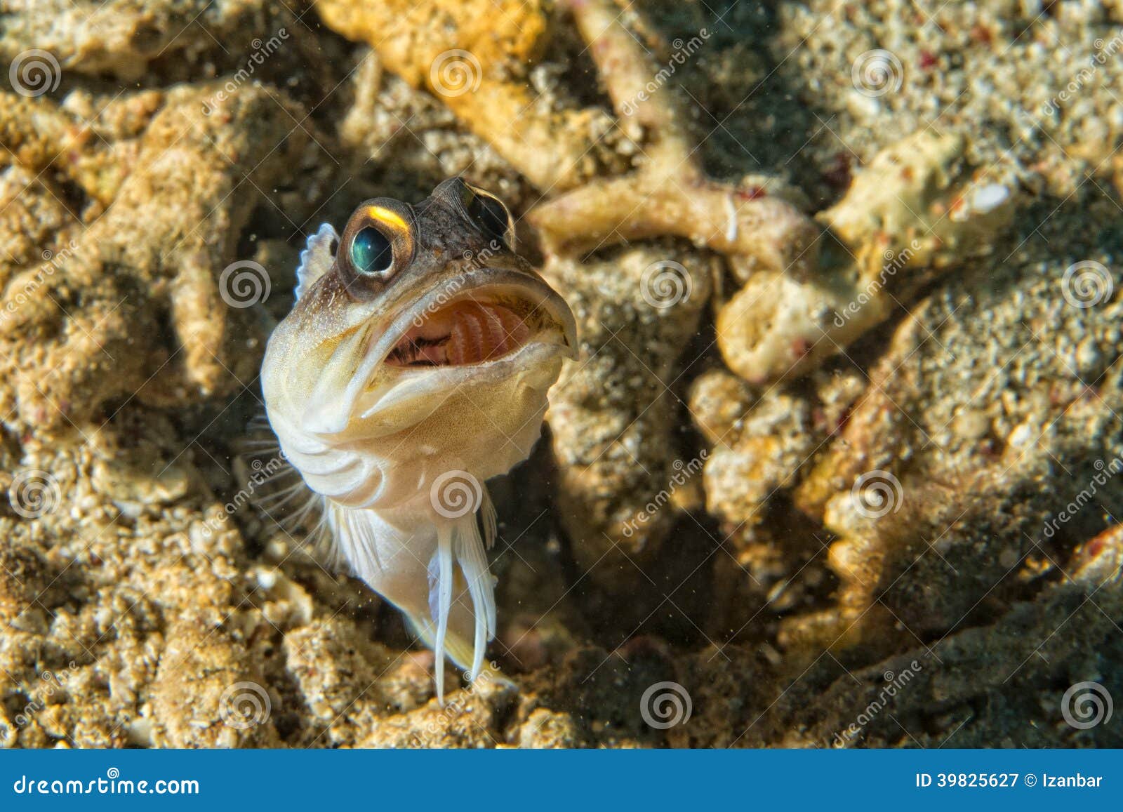 Goby fish stock image. Image of black, colours, holiday - 39825627