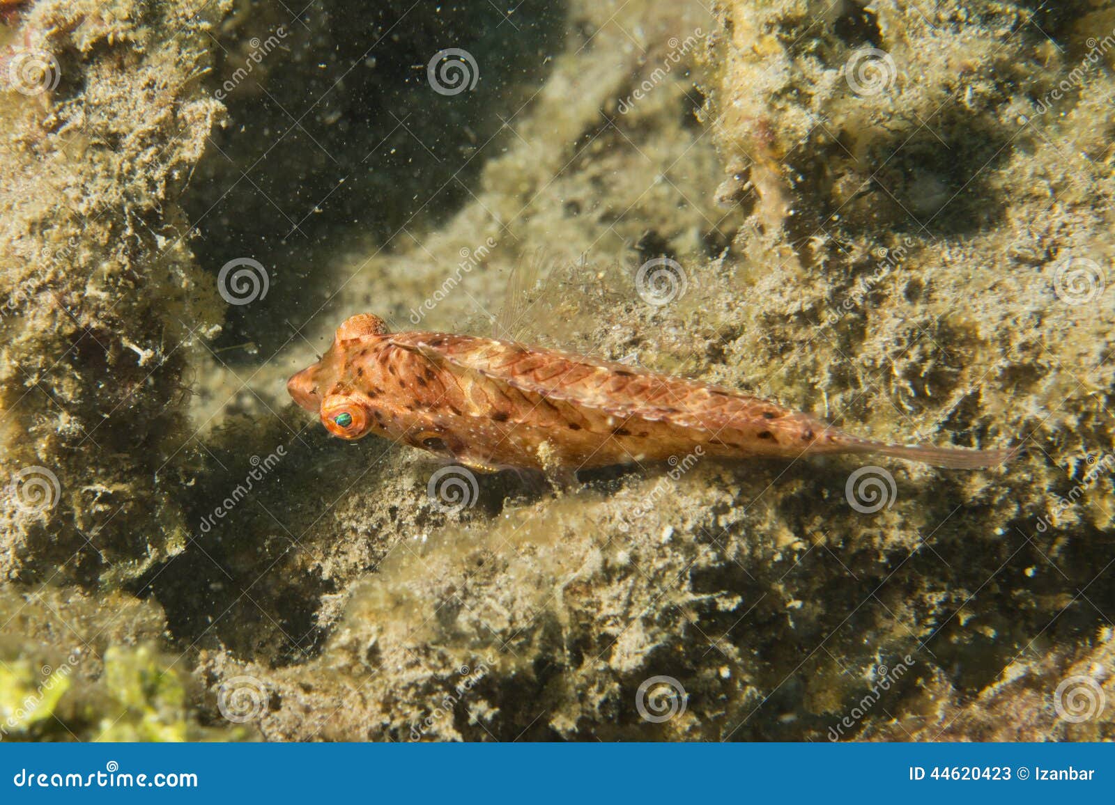 Goby fish stock image. Image of gobies, nature, travel - 44620423