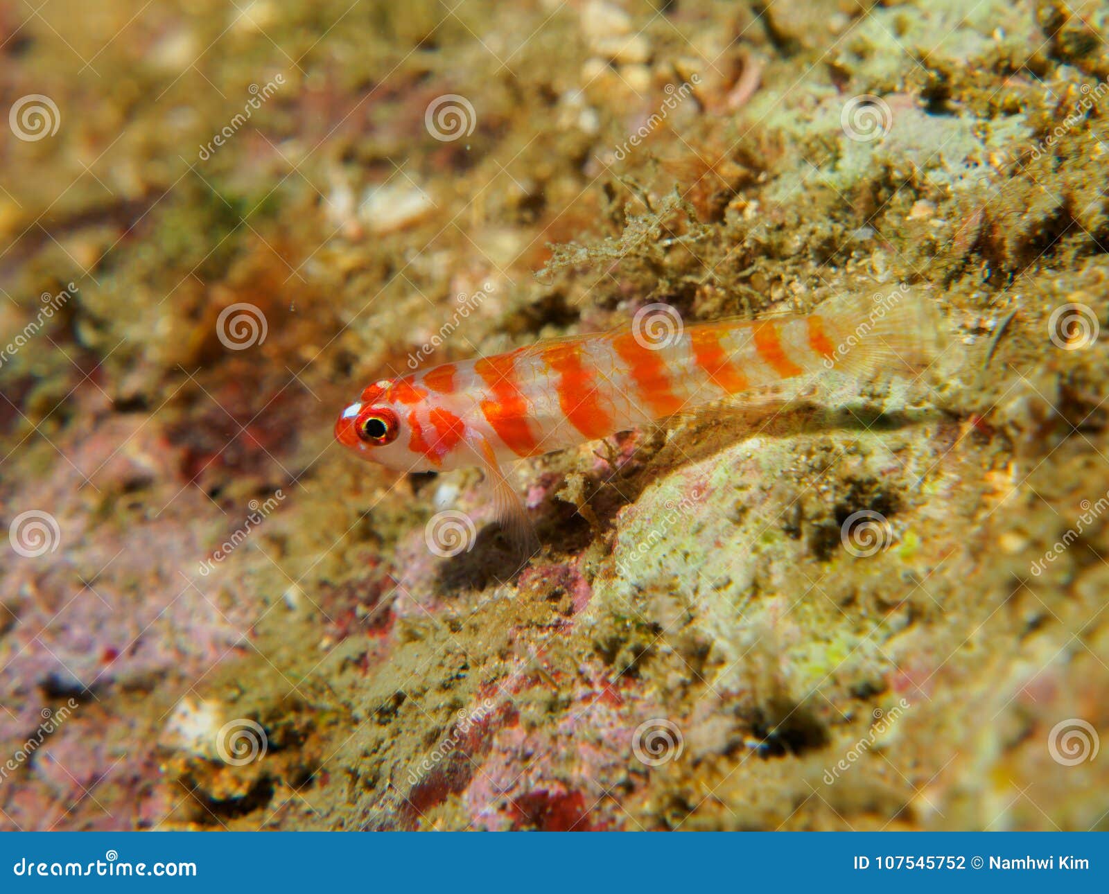 Goby fish on the coral stock photo. Image of scuba, micro - 107545752