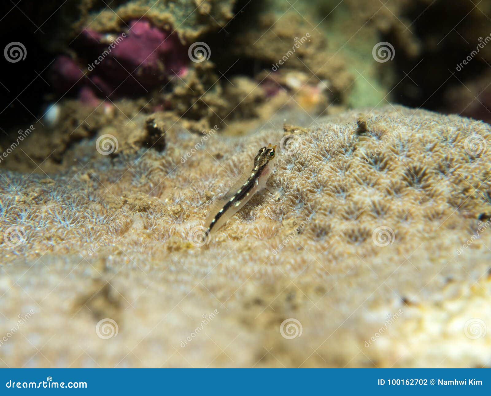 Goby fish on the coral stock photo. Image of nature - 100162702