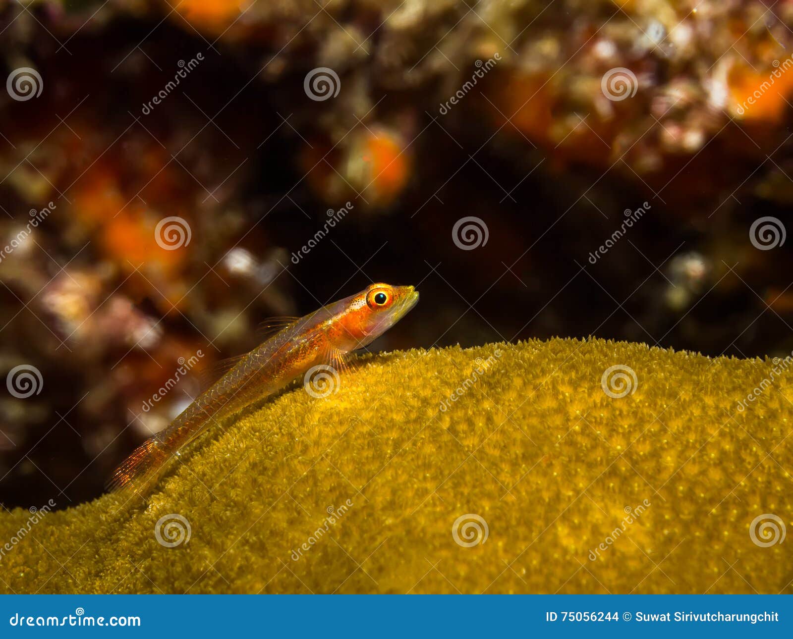 Goby fish on the coral stock photo. Image of fish, goby - 75056244