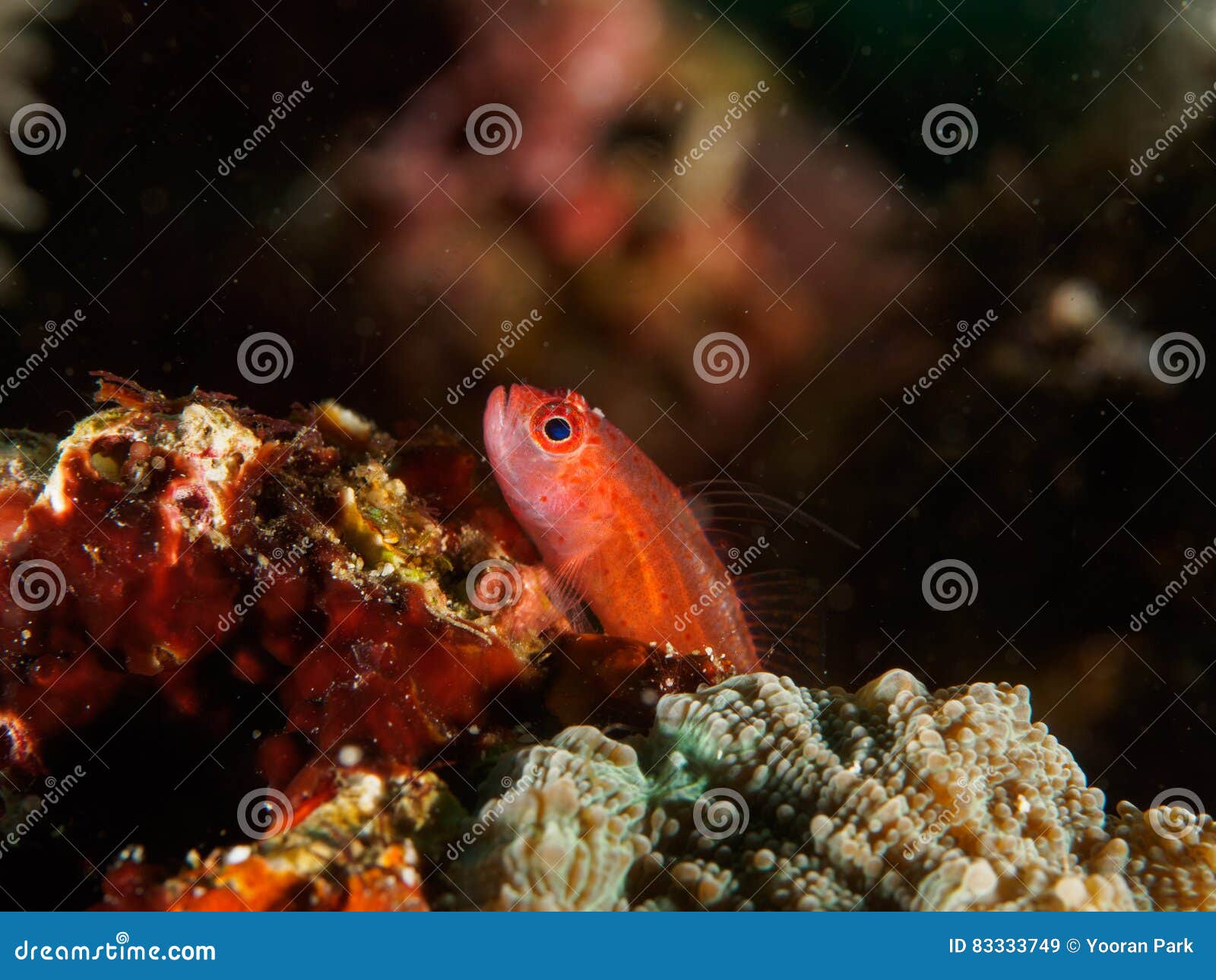 Goby fish stock image. Image of fish, activity, front - 83333749