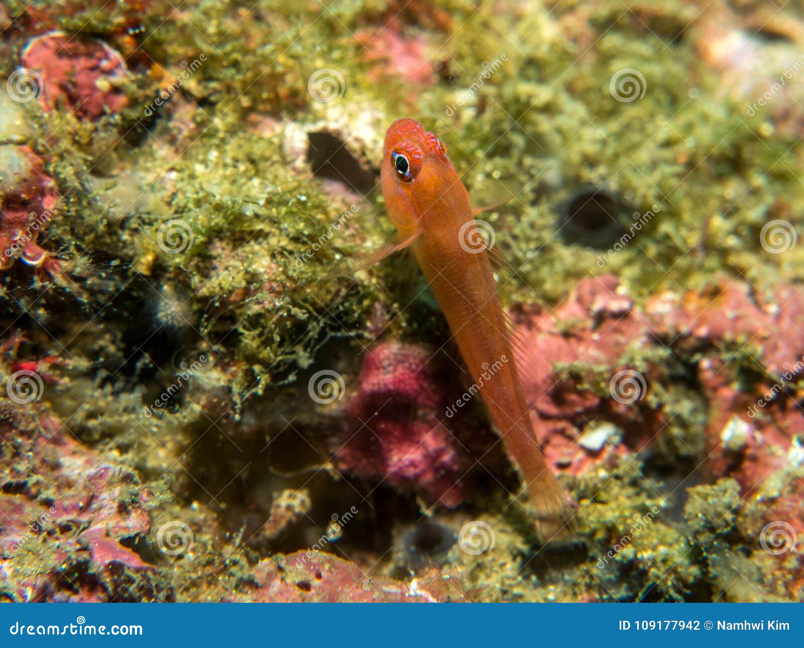 Goby Fish on the Sand Bottom Stock Photo - Image of natural, fish ...