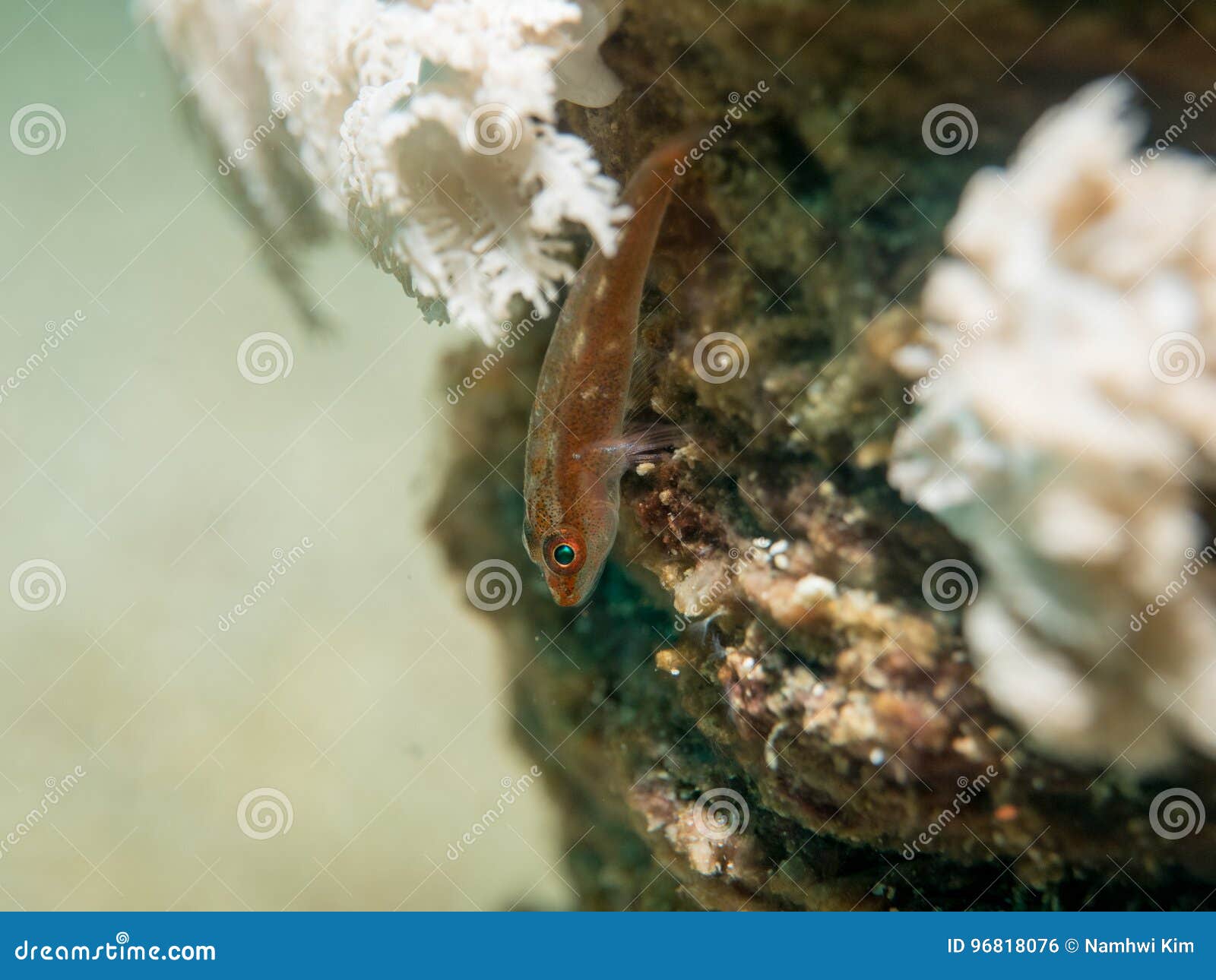 Goby fish at under the sea stock photo. Image of aquarium - 96818076