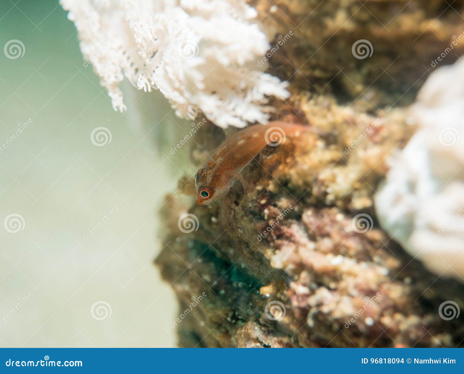Goby fish at under the sea stock photo. Image of indo - 96818094