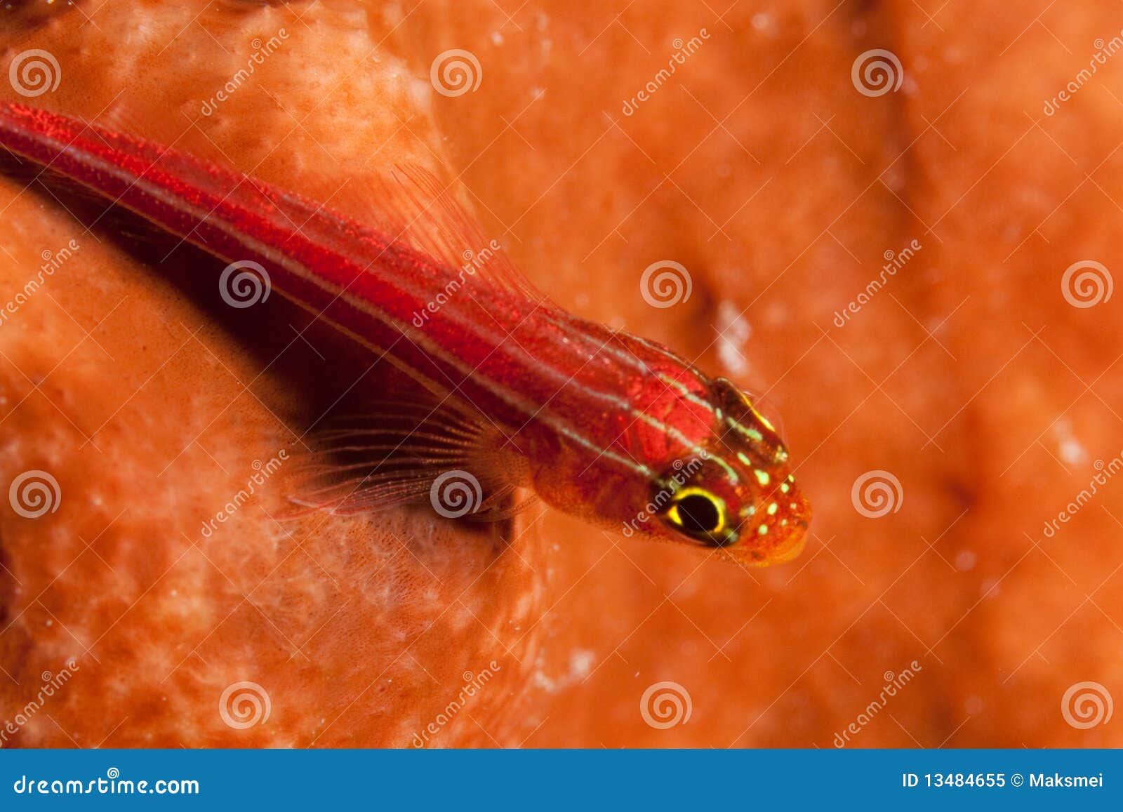 Goby (Gobiidae) stock image. Image of wildlife, orange - 13484655