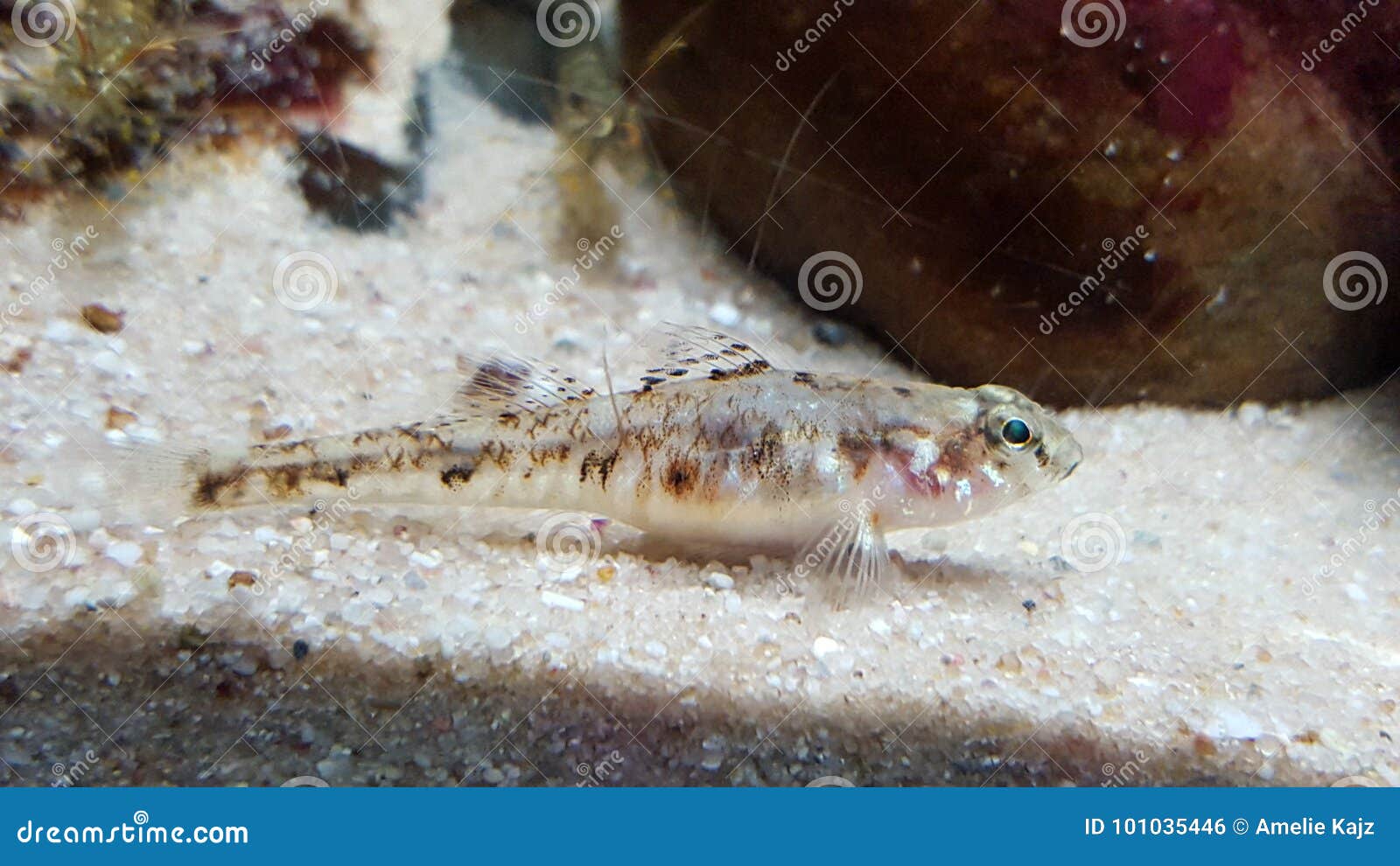 Algae Goby