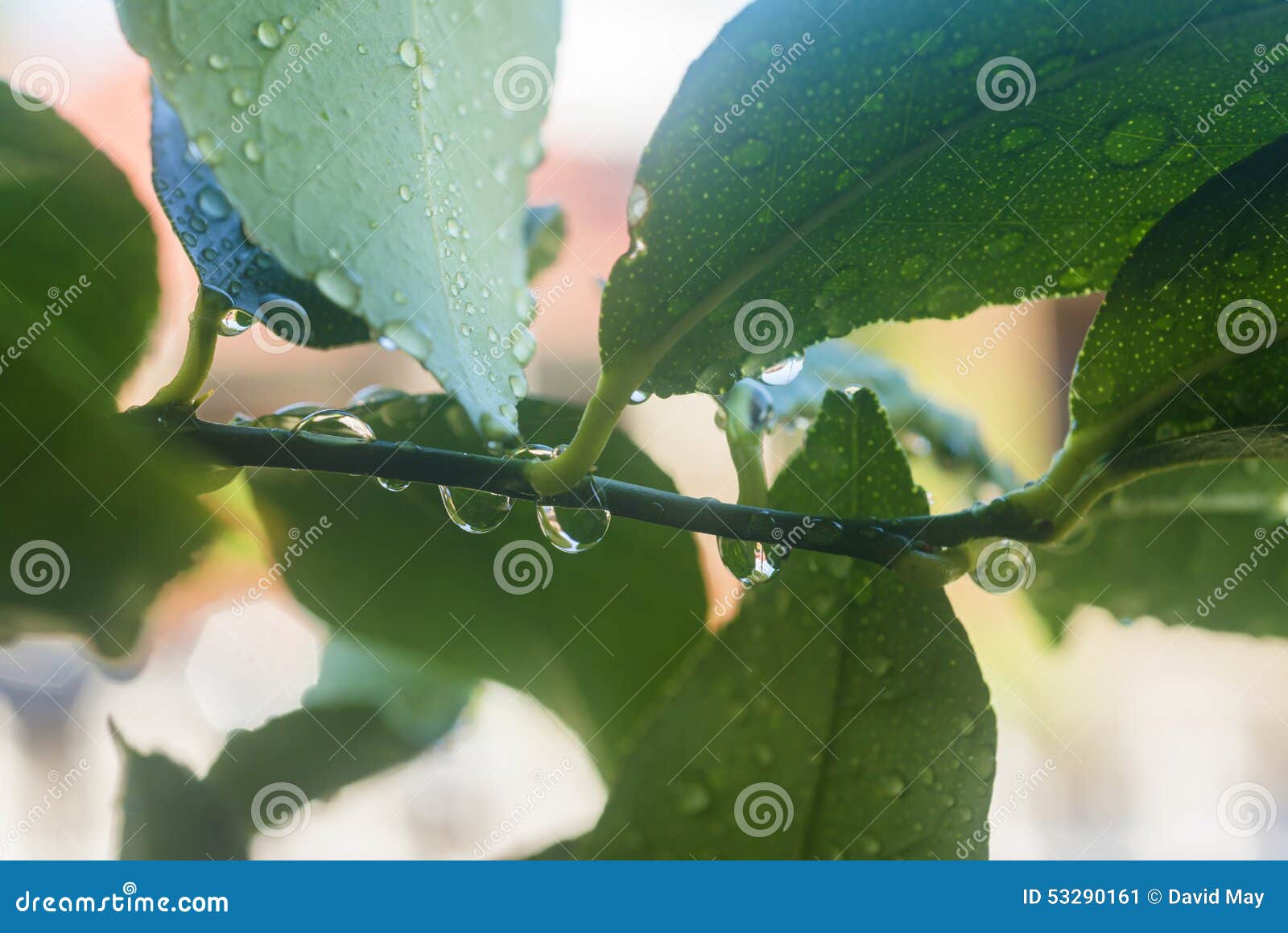 Gocce Di Acqua Sul Ramo Di Limone Immagine Stock - Immagine di radura ...