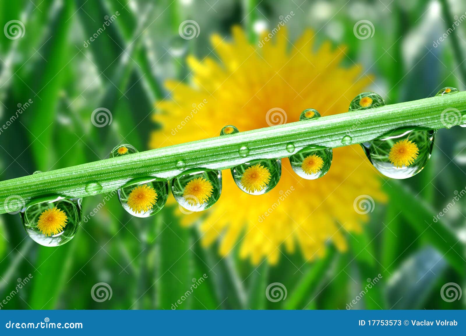 Gocce di rugiada immagine stock. Immagine di foglio, goccia - 17753573