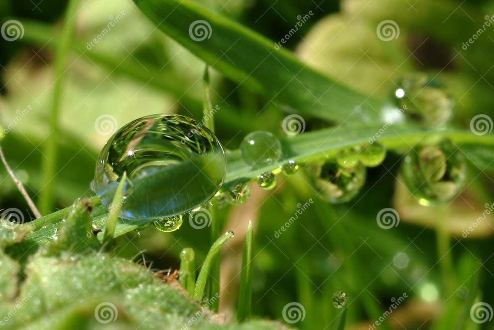 Gocce di rugiada immagine stock. Immagine di raccolta, antecedenti - 284159