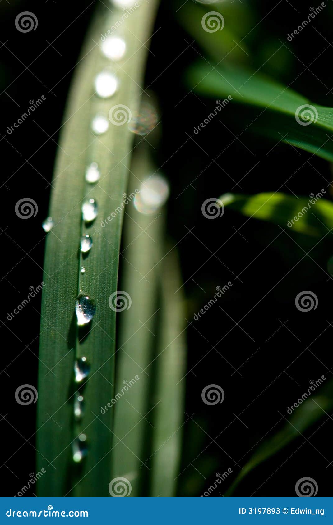 Gocce di rugiada immagine stock. Immagine di verde, umidità - 3197893