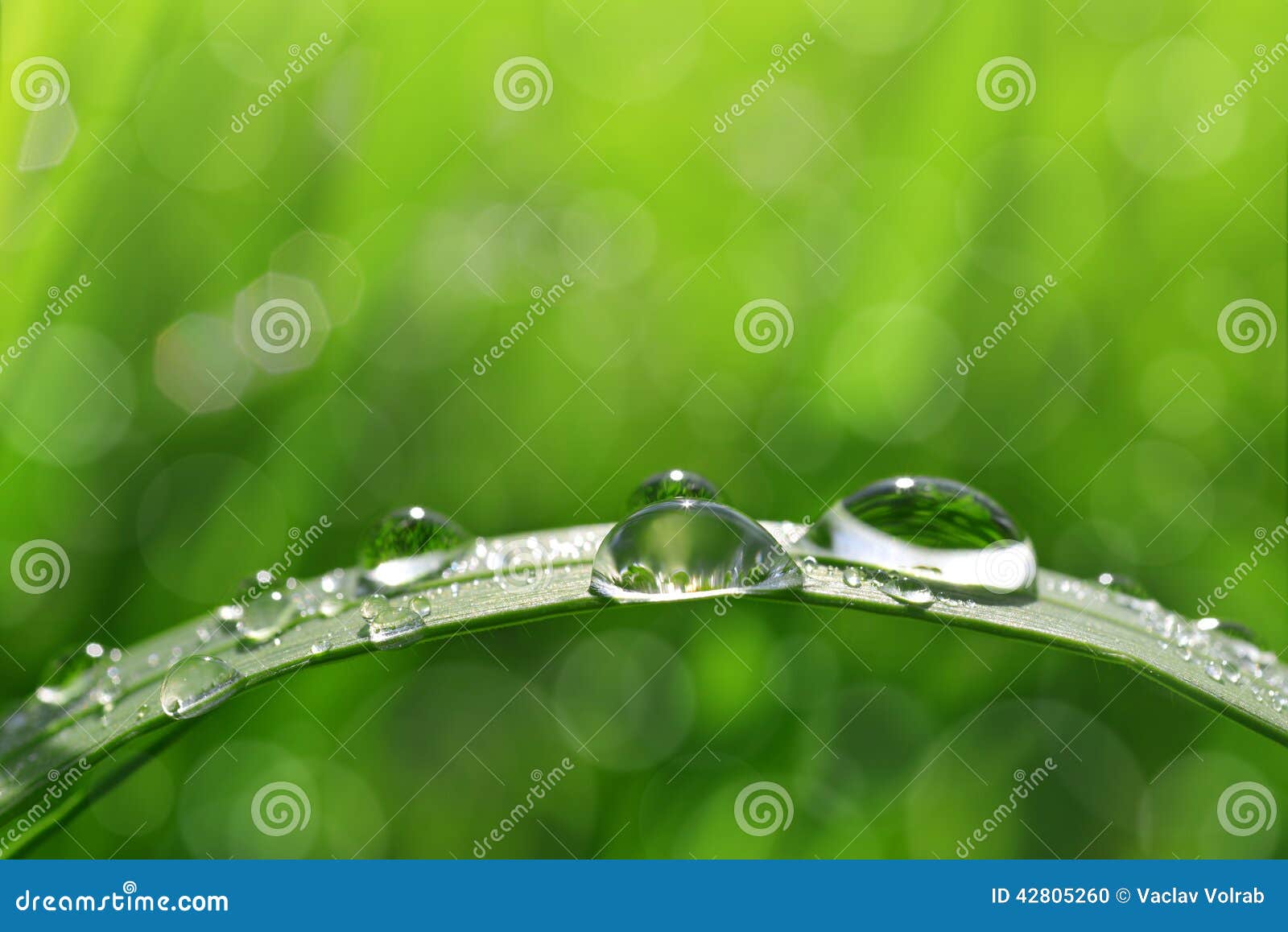 Gocce di rugiada fotografia stock. Immagine di condensazione - 42805260