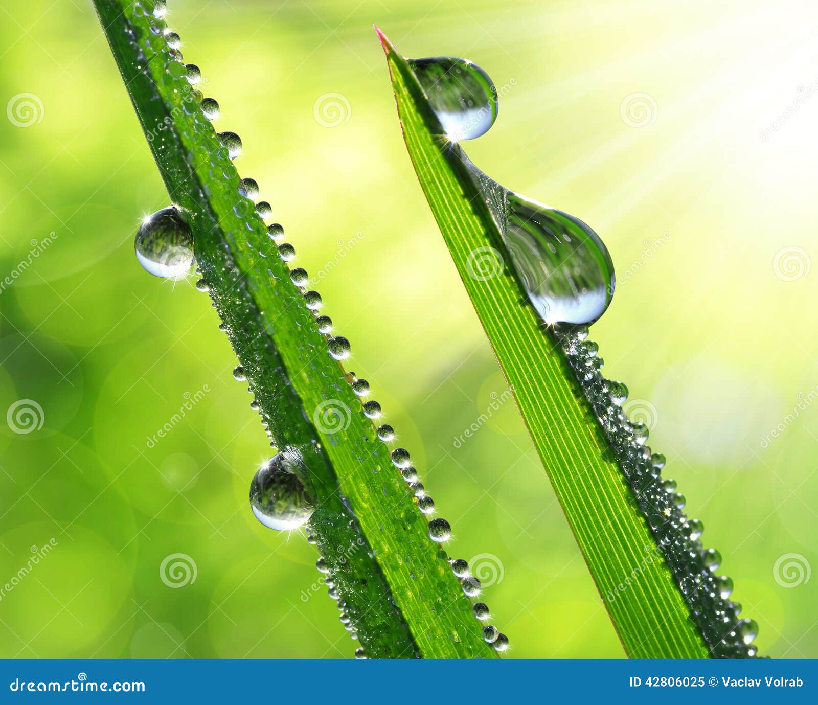 Gocce di rugiada immagine stock. Immagine di rugiada - 42806025