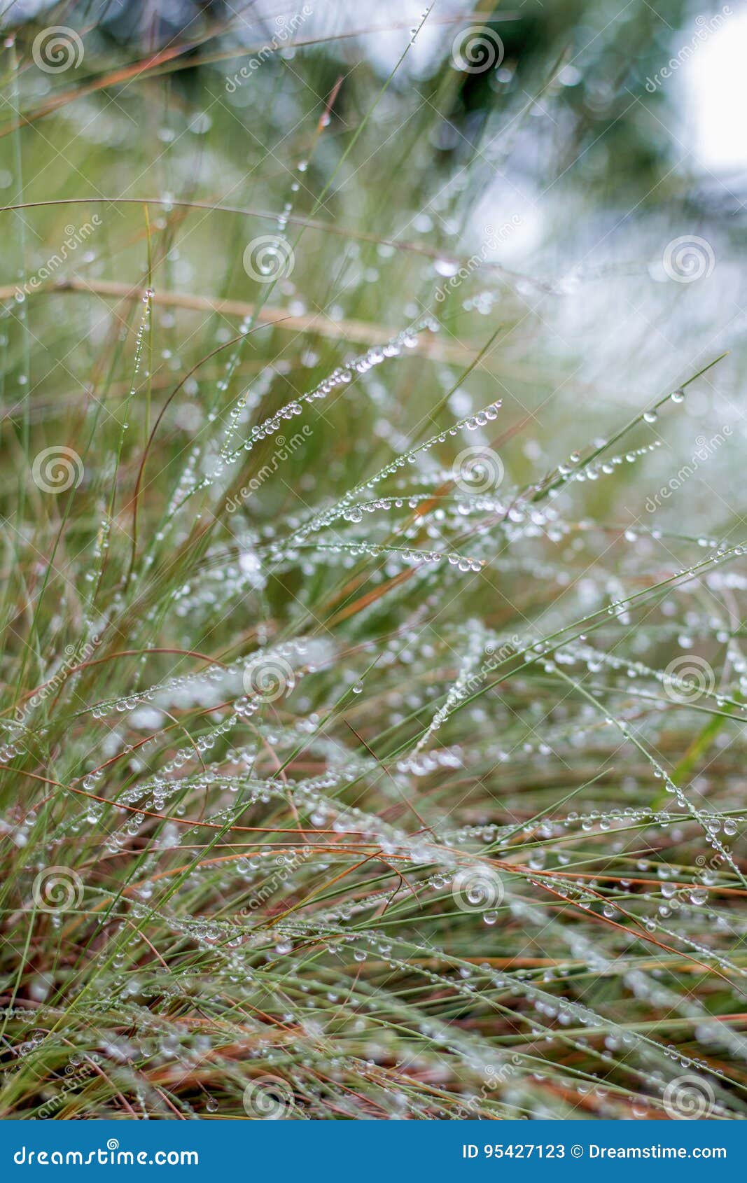 Gocce di rugiada immagine stock. Immagine di esplori - 95427123