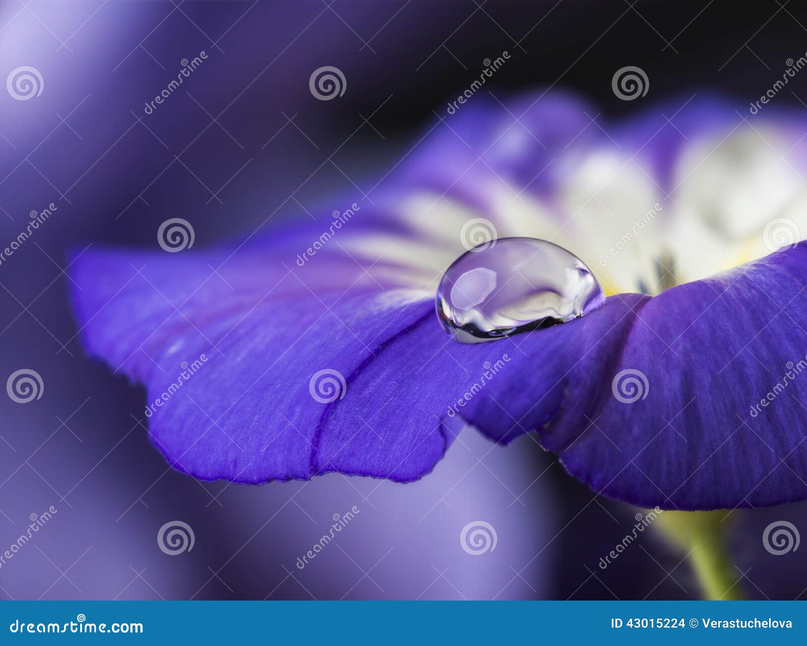 Gocce Di Rugiada E Del Fiore Fotografia Stock - Immagine di gocciolina ...