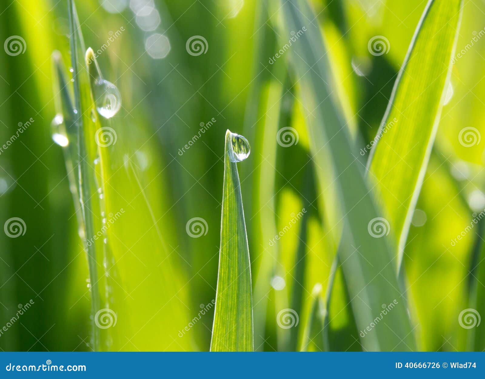 Gocce Di Rugiada Su Erba Verde in Sole Fotografia Stock - Immagine di ...