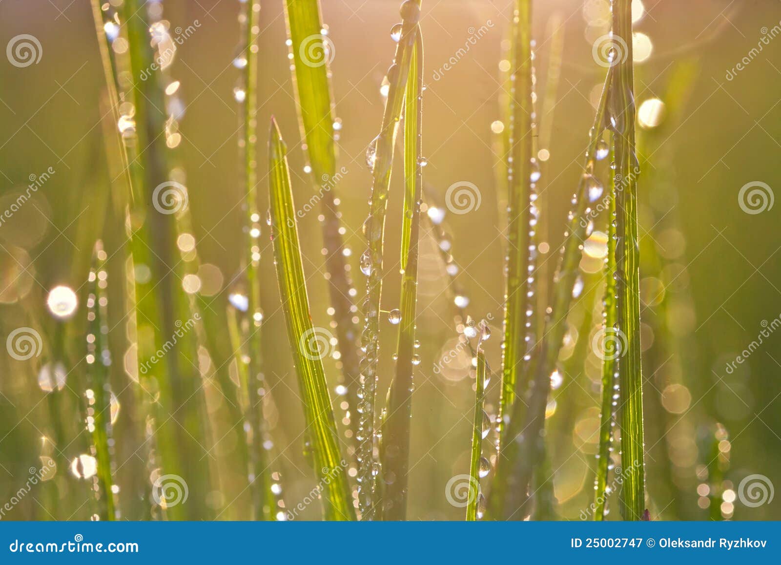 Gocce Di Rugiada Su Un'erba Immagine Stock - Immagine di gocce, mattina ...