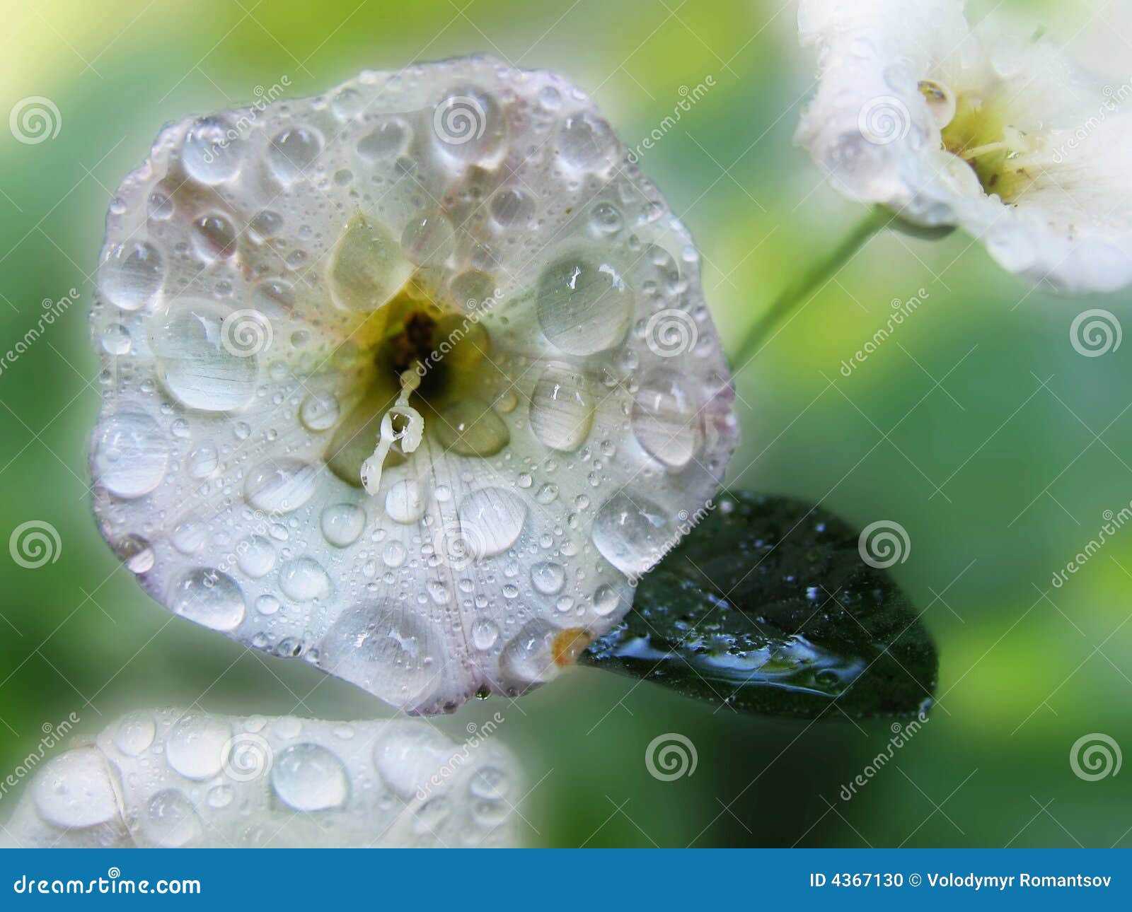 Gocce Di Rugiada Su Un Fiore Bianco Fotografia Stock - Immagine di puro ...