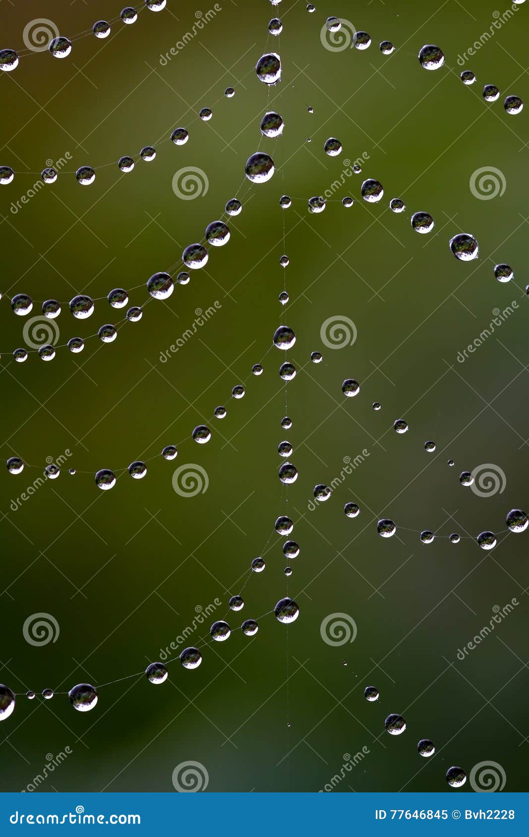 Gocce Di Rugiada Su Una Ragnatela Immagine Stock - Immagine di vetro ...