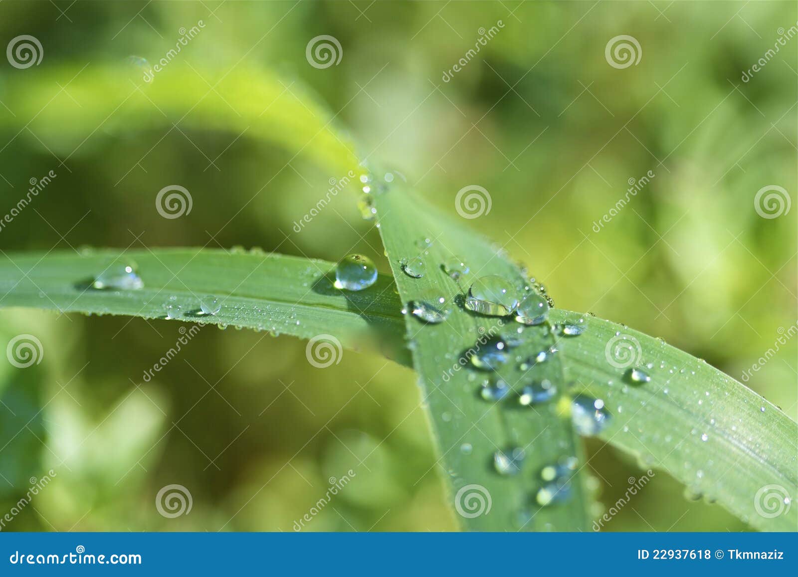 Gocce di rugiada sui fogli fotografia stock. Immagine di paesaggio ...