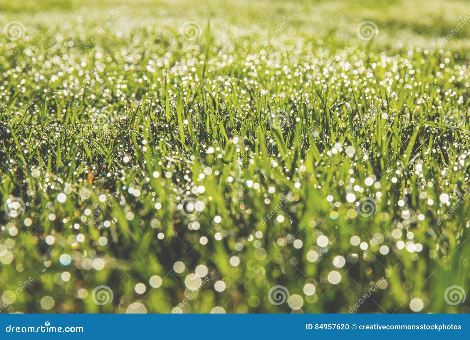 Gocce Di Rugiada Sul Campo Di Erba Immagine. Immagine: 84957620