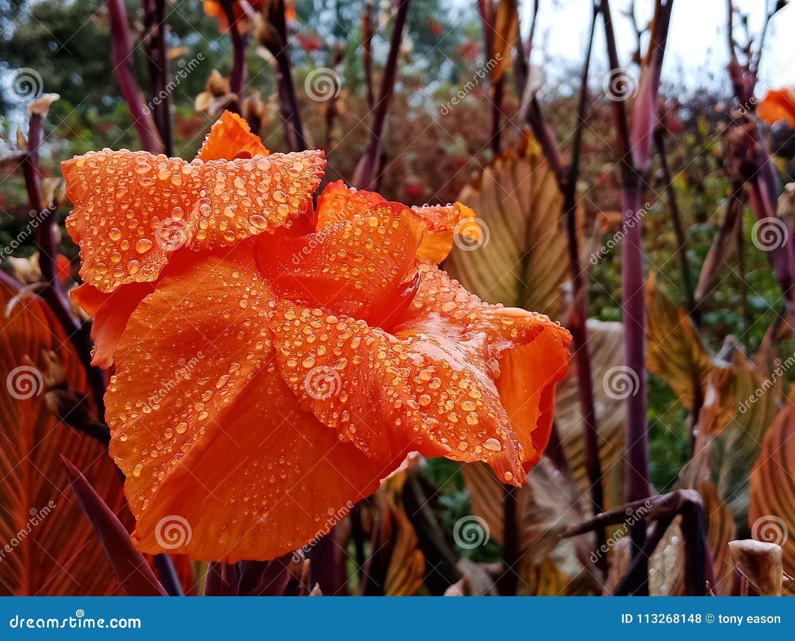 Gocce di rugiada sul fiore fotografia stock. Immagine di fiore - 113268148