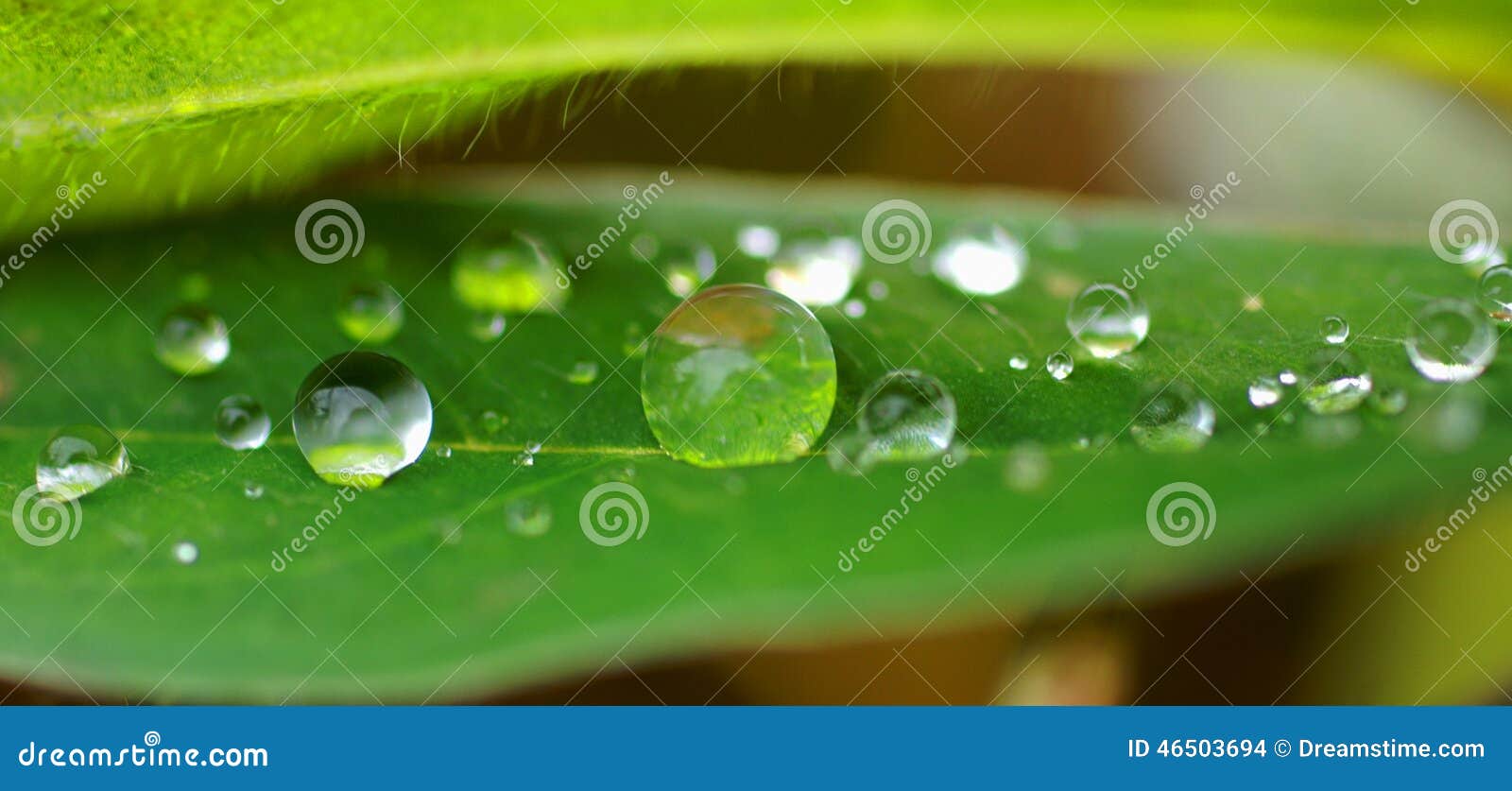 Gocce di rugiada sull'erba fotografia stock. Immagine di verde - 46503694