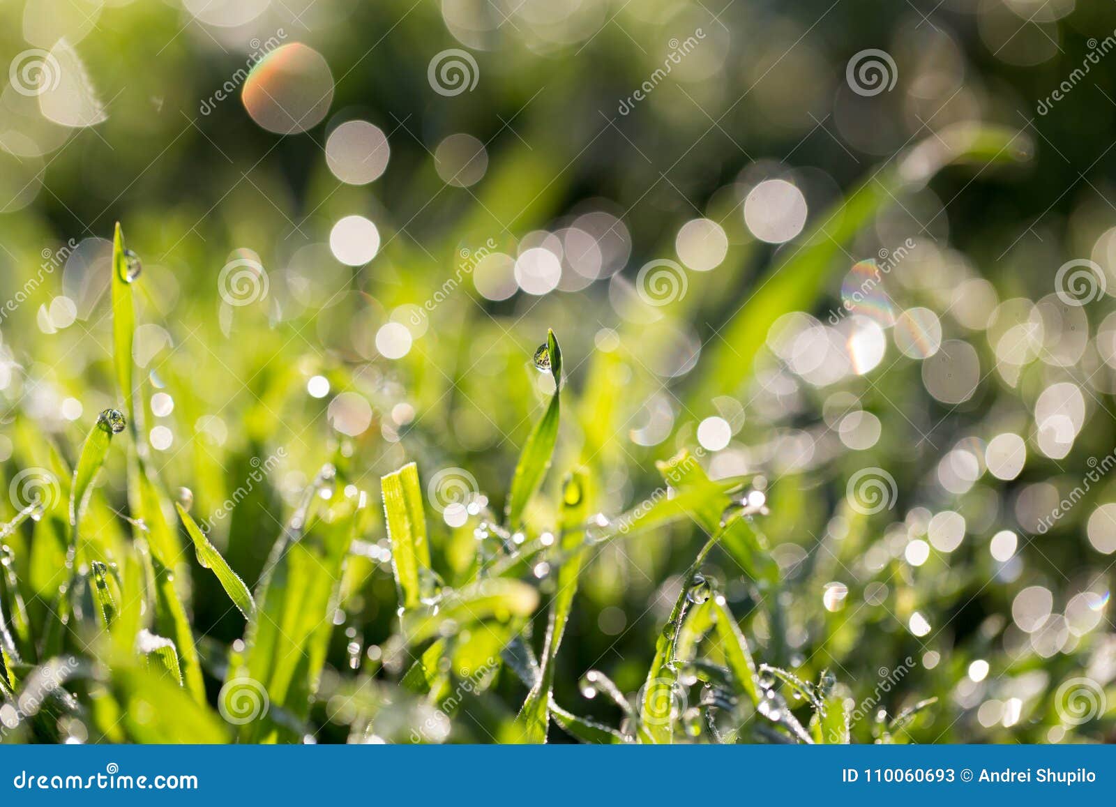 Gocce Di Rugiada Sull'erba in Natura Immagine Stock - Immagine di ...