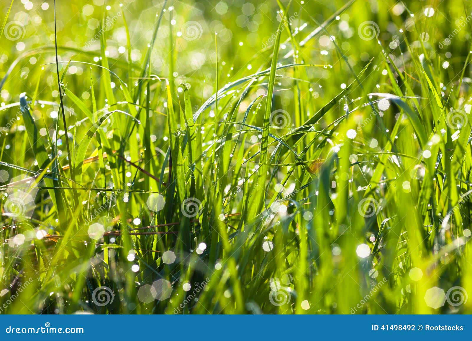 Gocce Di Rugiada Sull'erba Verde Fotografia Stock - Immagine di ...