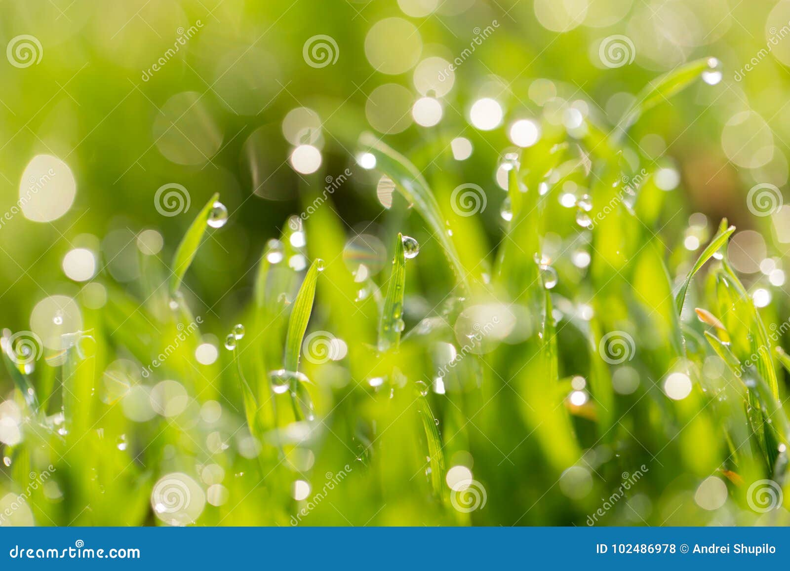 Gocce Di Rugiada Sull'erba Verde Macro Fotografia Stock - Immagine di ...