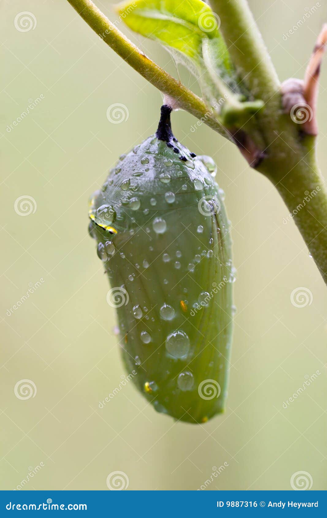 Gocce Di Rugiada Sulla Crisalide Fotografia Stock - Immagine di bagnato ...