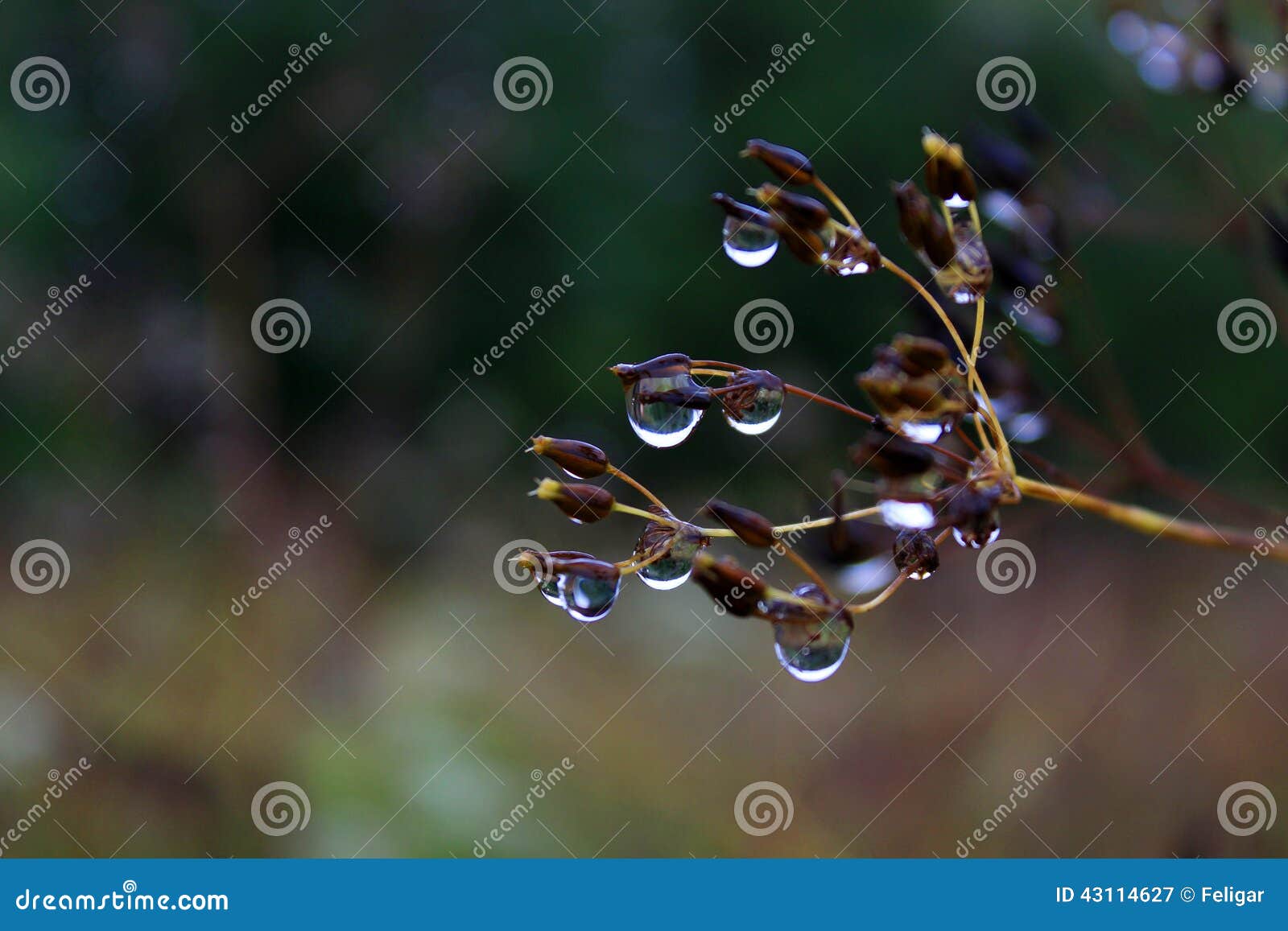 Gocce Di Rugiada Sulle Piante Immagine Stock - Immagine di goccia ...