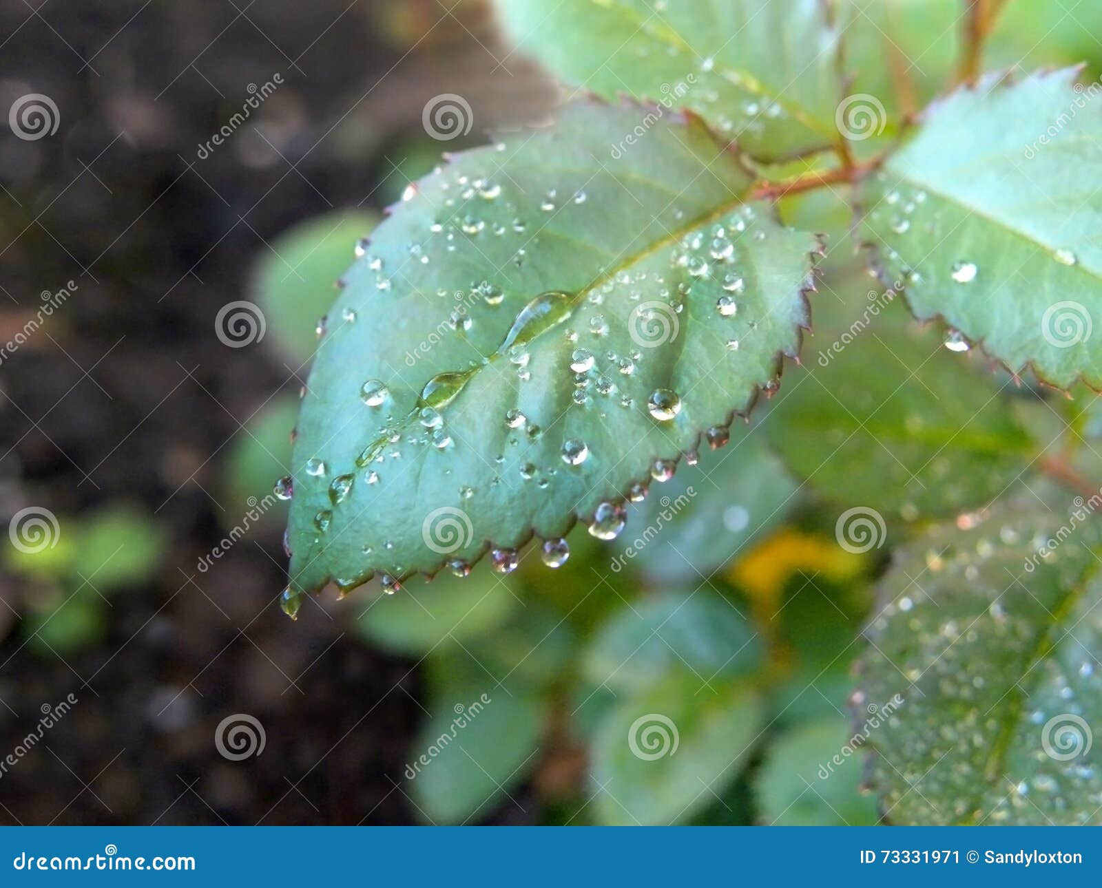 Gocce Di Rugiada Sulle Rose Immagine Stock - Immagine di pioggia ...