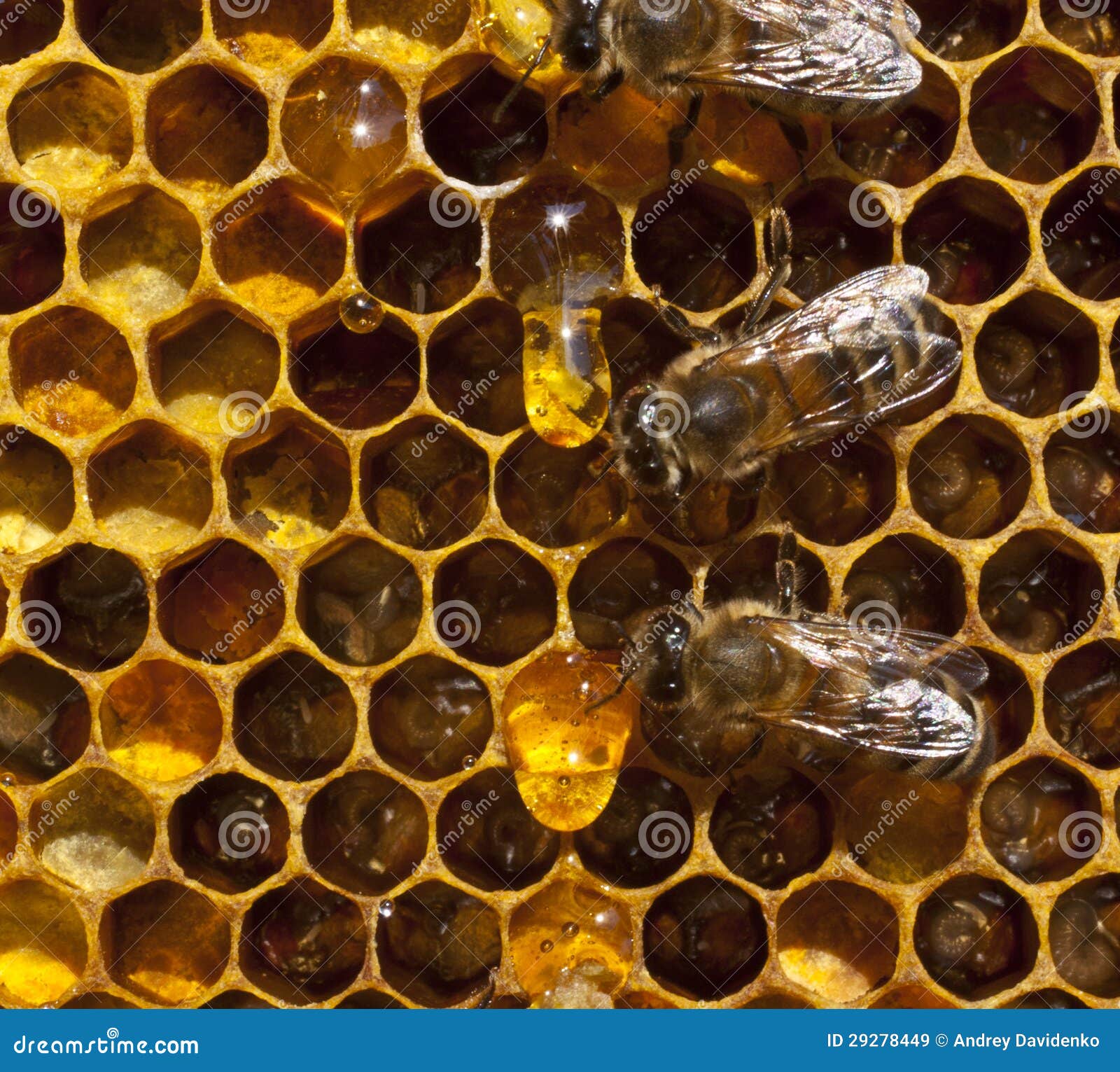 Goccia Di Miele E Degli Api Immagine Stock - Immagine di professionista ...