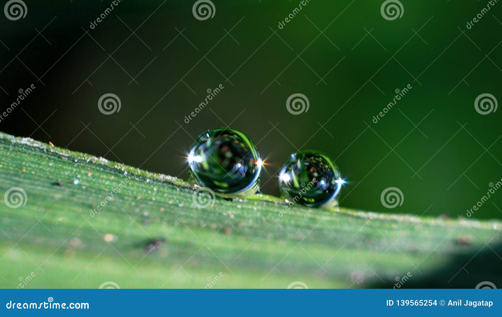 Goccia di rugiada fotografia stock. Immagine di bello - 139565254